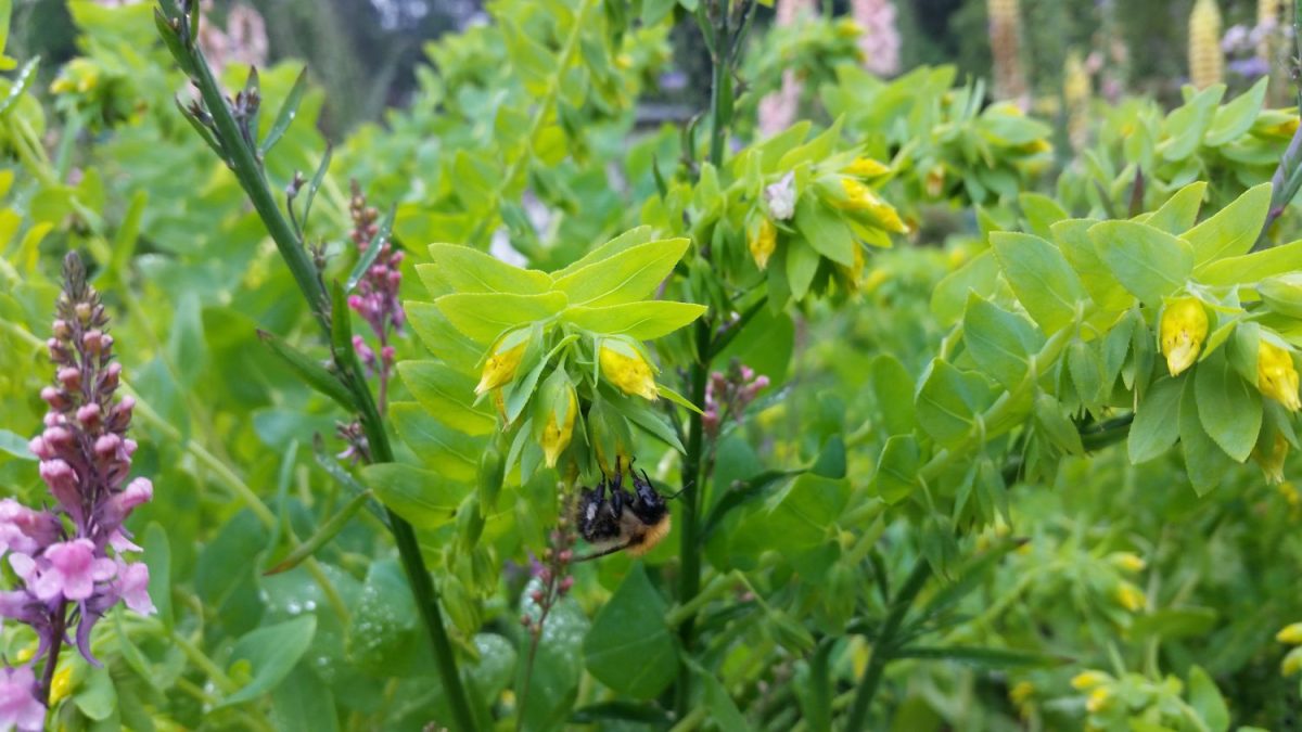 Wildlife from your Window: Exploring the natural world at home – Museum ...