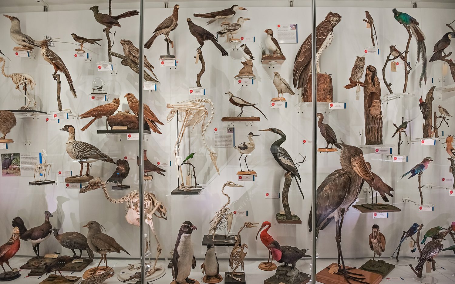 About – Museum of Zoology Blog