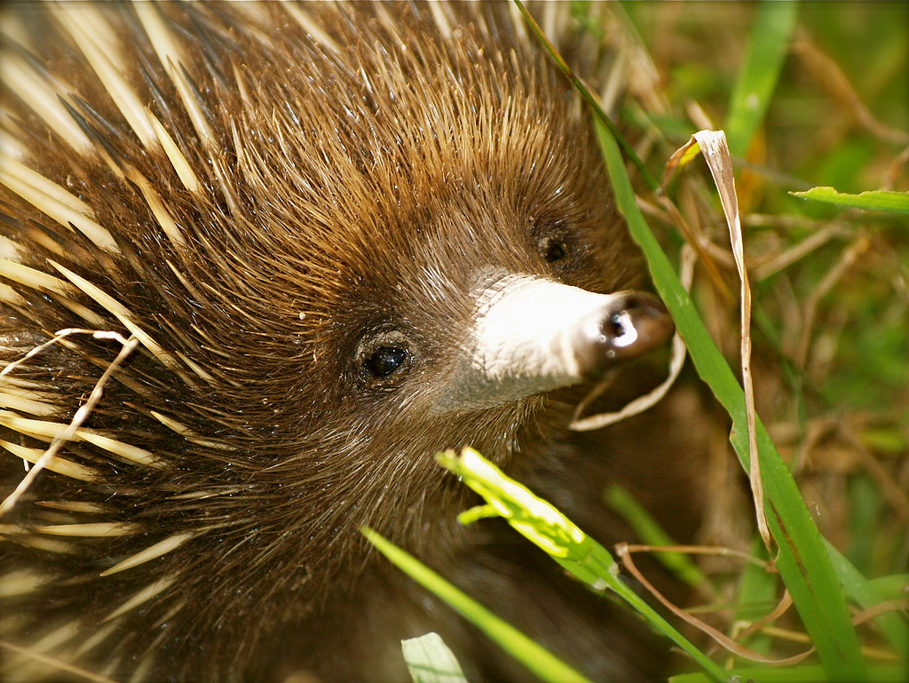 Puggle Club: Activities for Under 5s – Museum of Zoology Blog