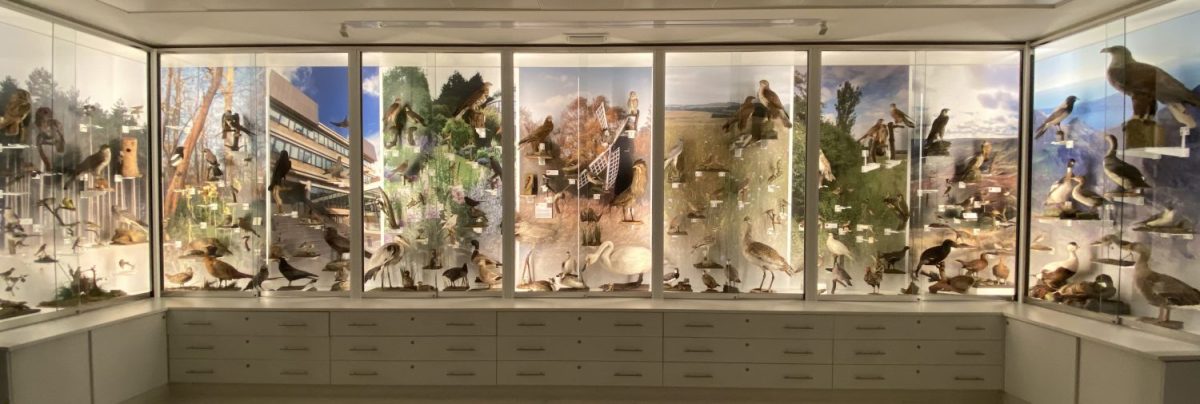 Nature Classroom: Learning activities for 5-11 year olds – Museum of ...