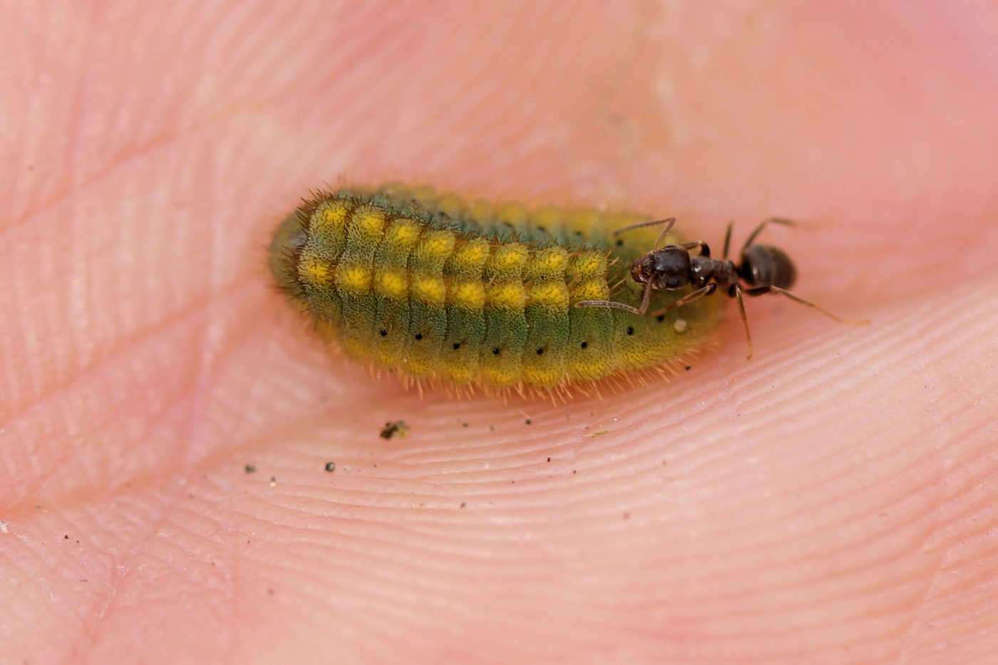 Blue butterflies – Museum of Zoology Blog