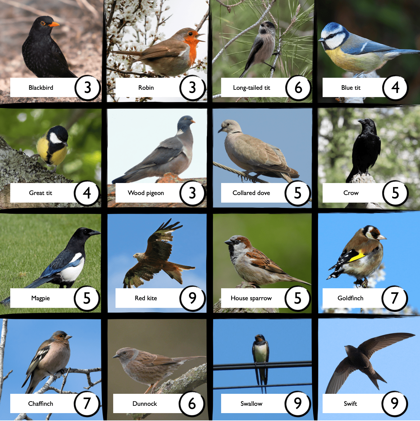 Open Your Window Bingo! – Museum of Zoology Blog