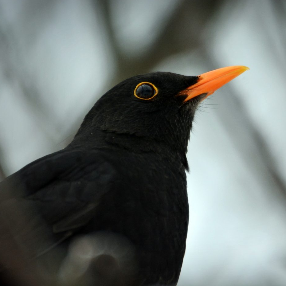 Song of the Blackbird – Museum of Zoology Blog