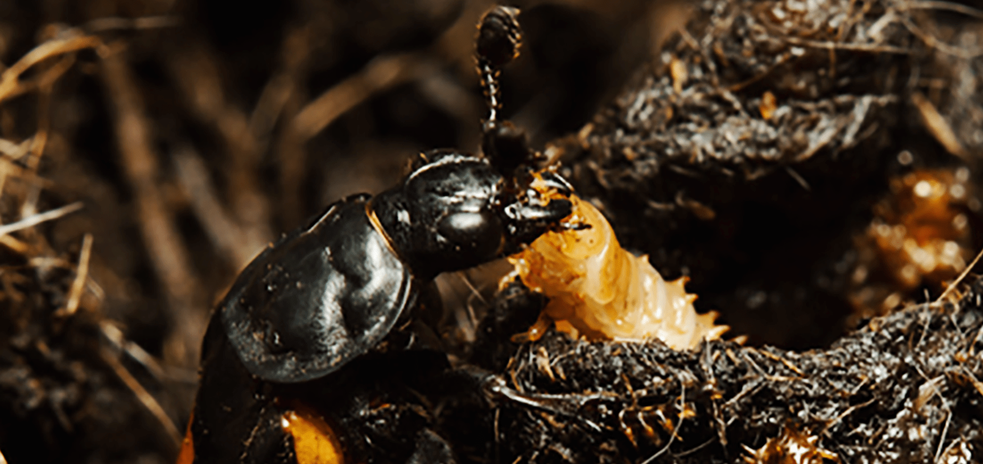 Parental care in burying beetles – Museum of Zoology Blog