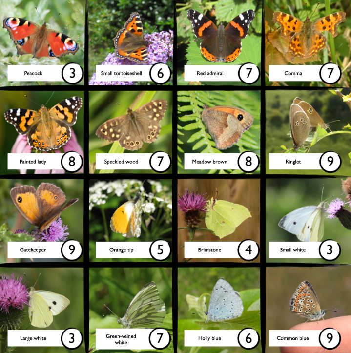 Open Your Window Bingo! – Museum of Zoology Blog