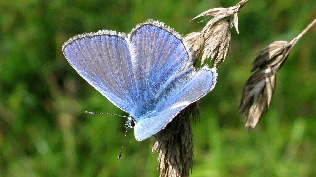 Blue butterflies – Museum of Zoology Blog