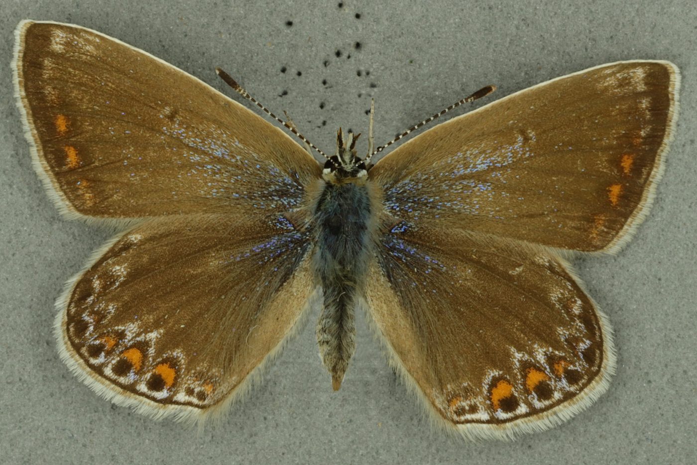 Blue butterflies – Museum of Zoology Blog