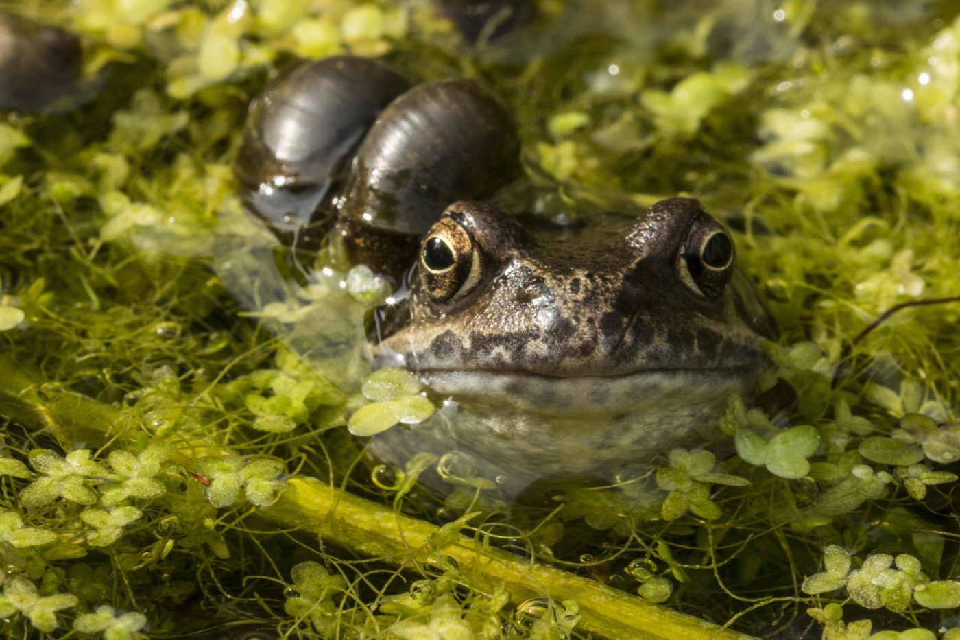 Animal Lifecycles – Museum of Zoology Blog