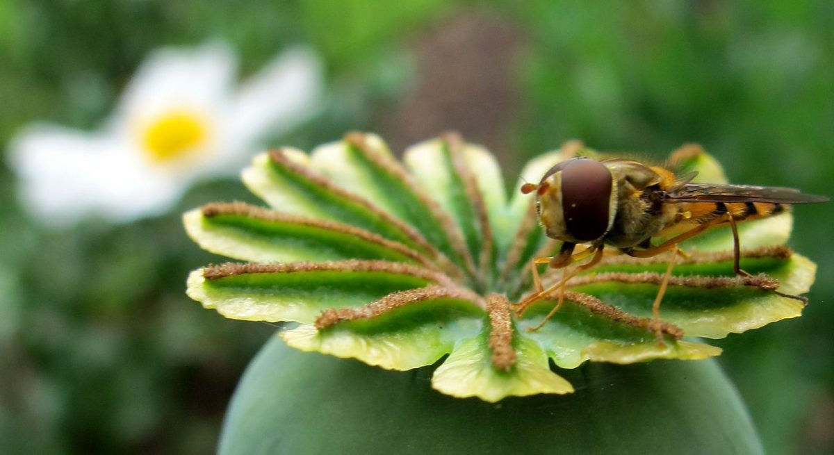 Insects are animals too: why perceptions matter – Museum of Zoology Blog