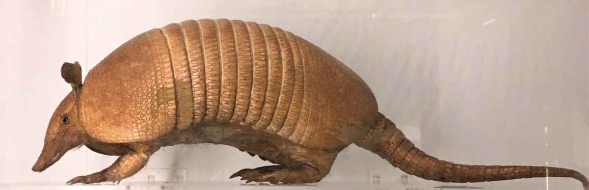 Body temperature and life history in armadillos – Museum of Zoology Blog
