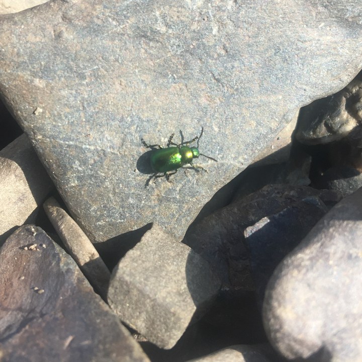 A warm welcome for minibeasts – Museum of Zoology Blog