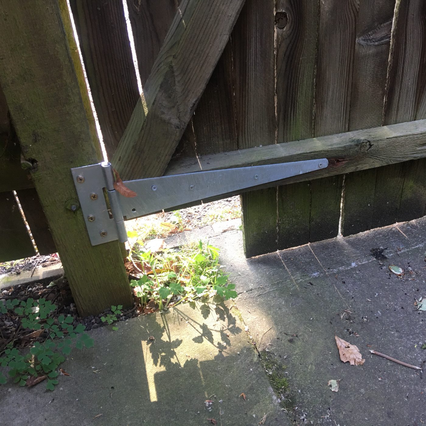 Become a Helpful Hedgehog Hero – Museum of Zoology Blog