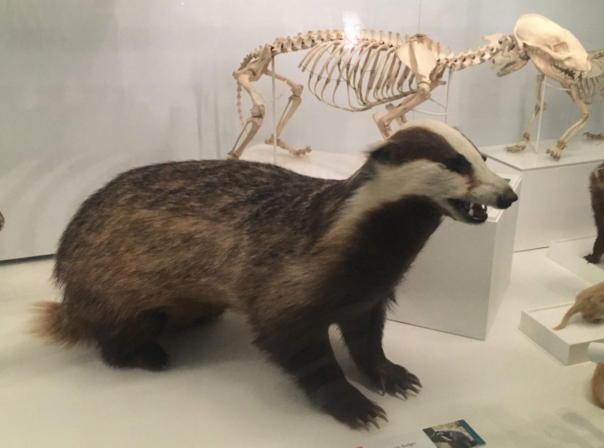 Animal Alphabet: B is for Badger – Museum of Zoology Blog