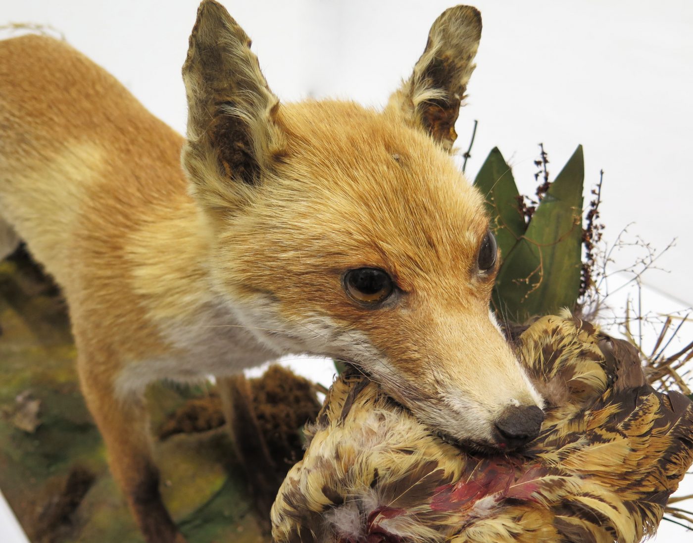 Insects are animals too: why perceptions matter – Museum of Zoology Blog