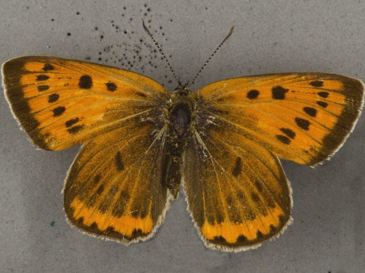 Copper butterflies – Museum of Zoology Blog
