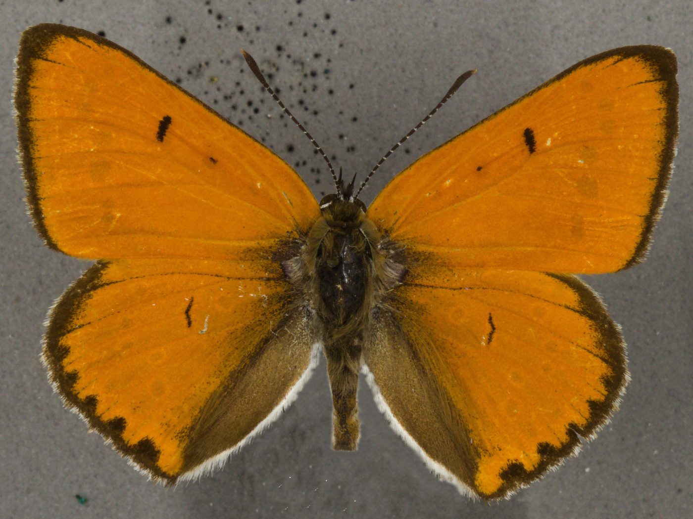Copper butterflies – Museum of Zoology Blog