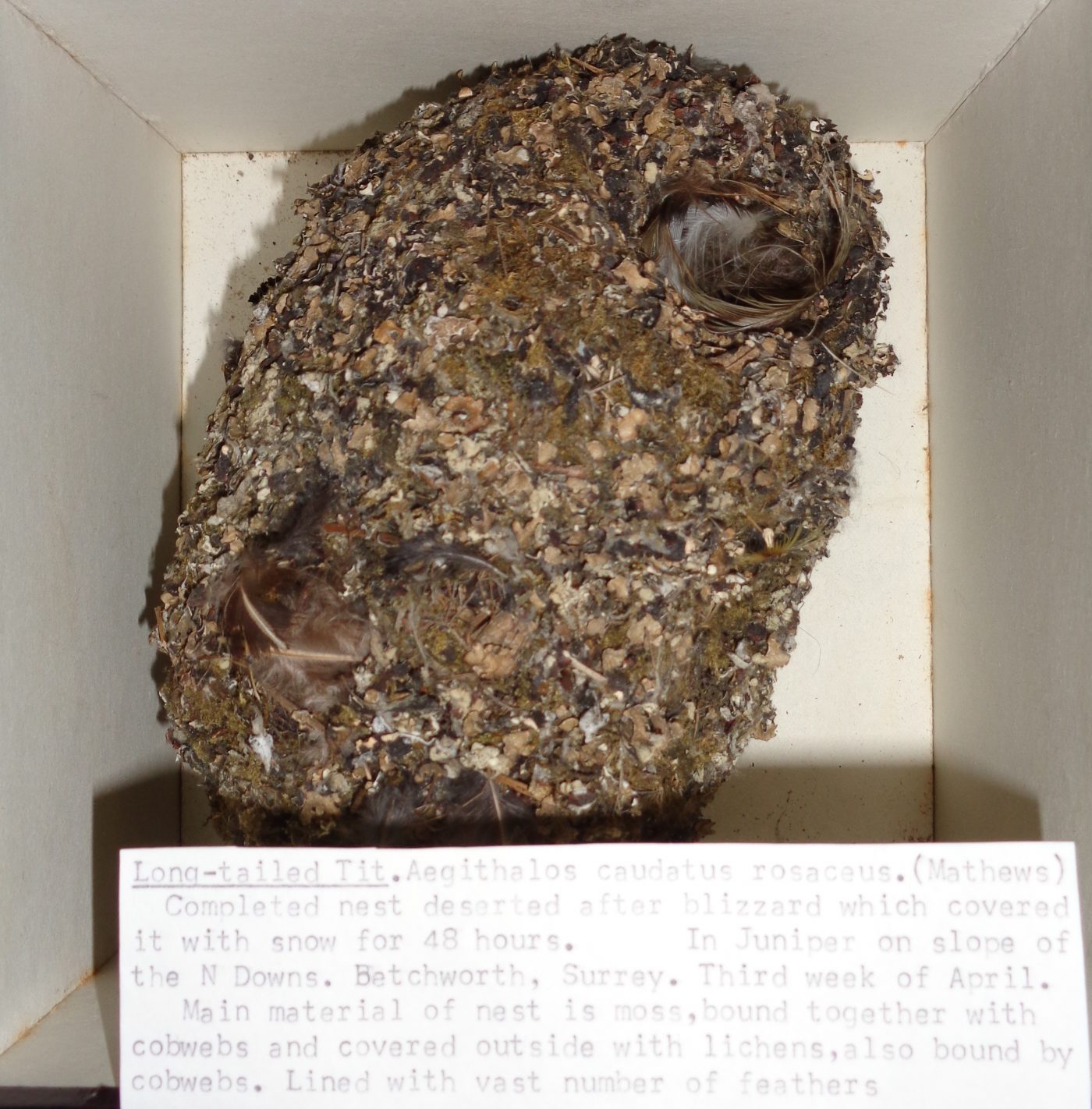 Animal Lifecycles – Museum of Zoology Blog