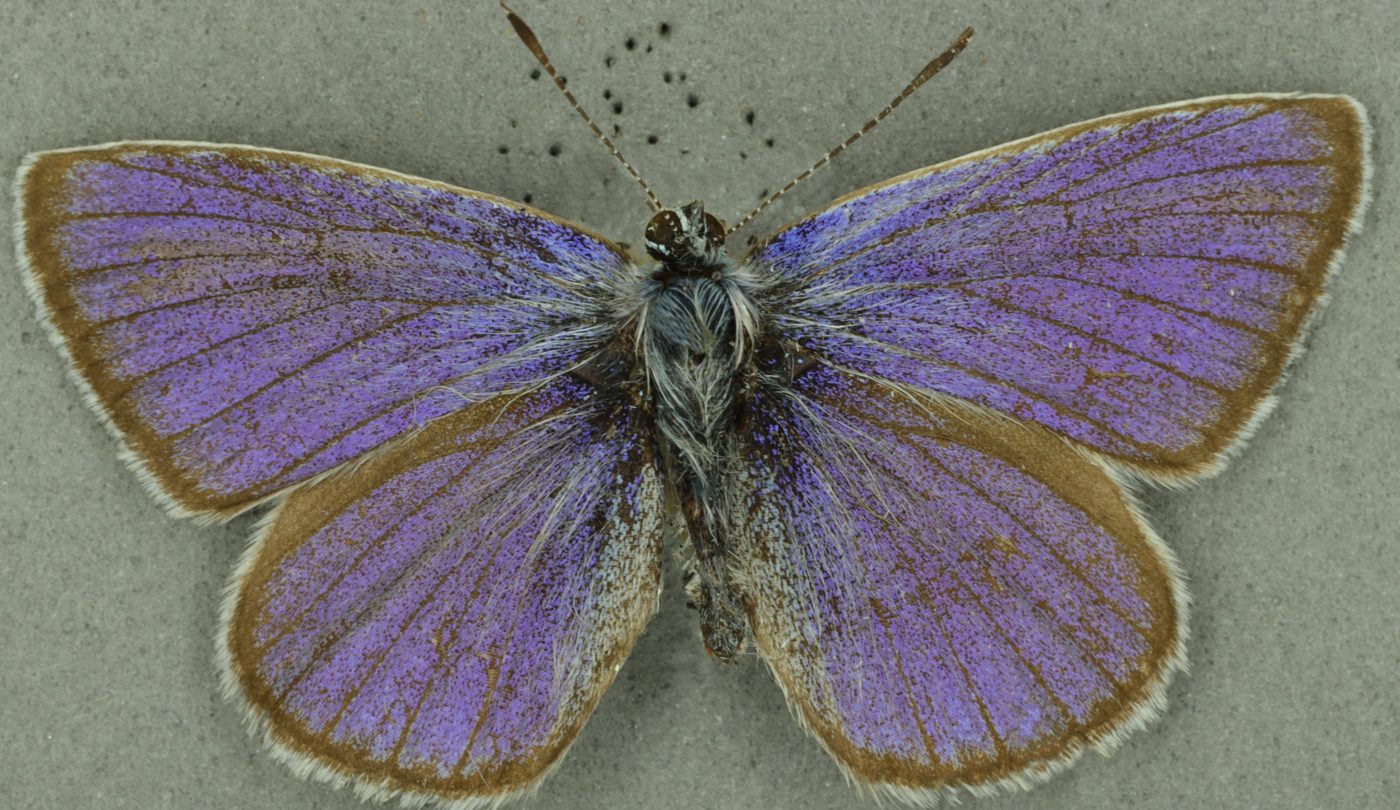 Blue butterflies – Museum of Zoology Blog