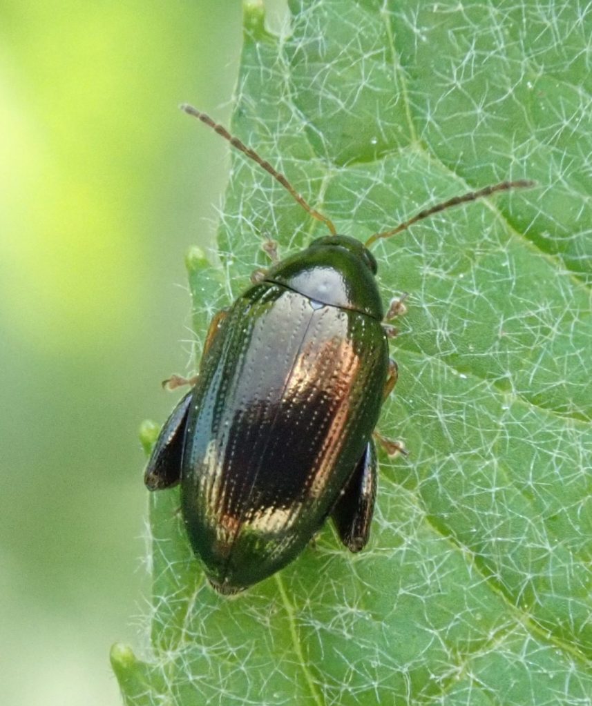 An Insect A Day – Museum of Zoology Blog