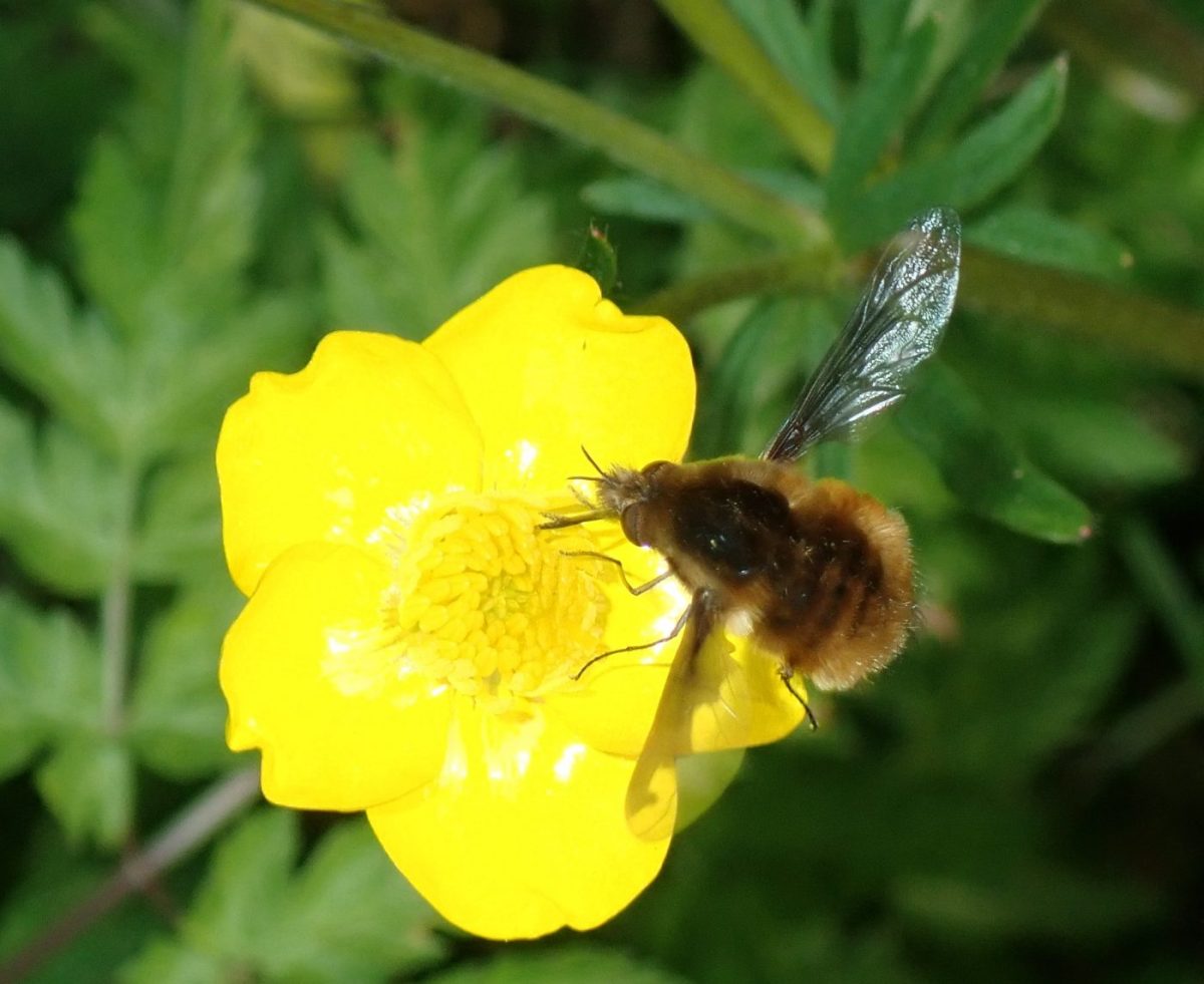 An Insect A Day – Museum of Zoology Blog