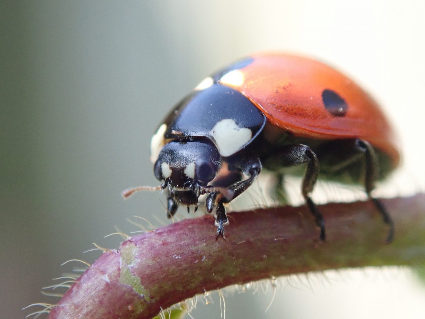 Insect-eye view – Museum of Zoology Blog