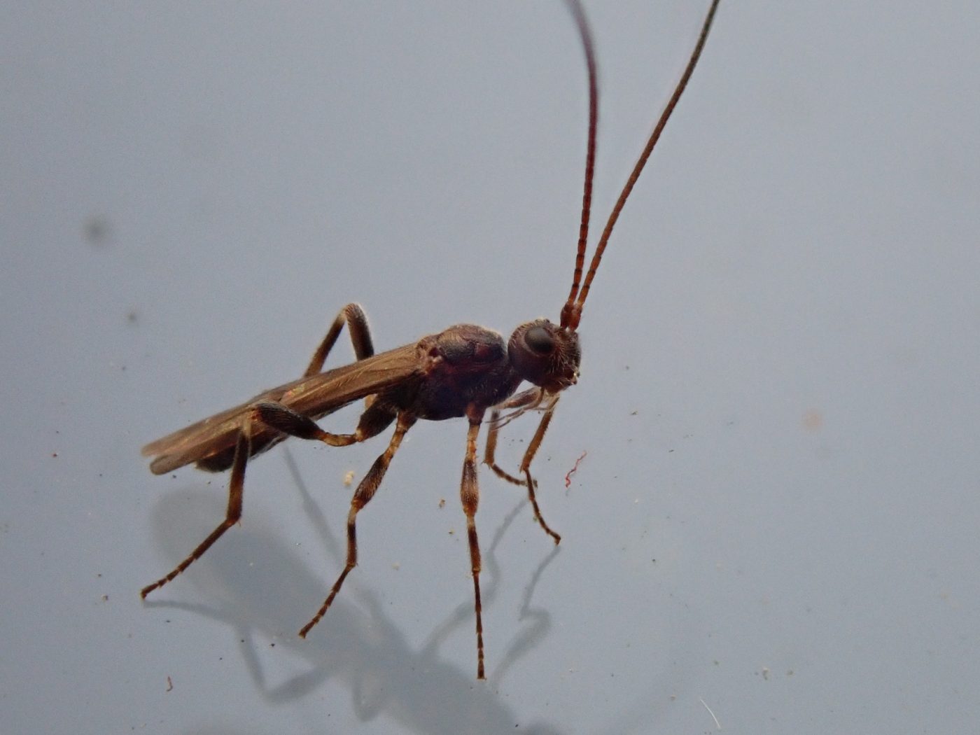 Insect-eye view – Museum of Zoology Blog