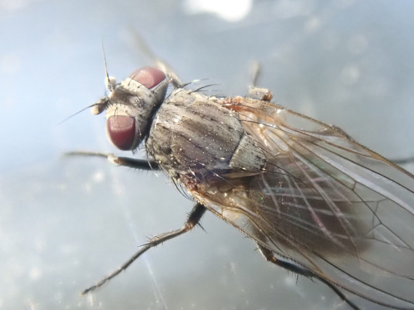 Insect-eye view – Museum of Zoology Blog