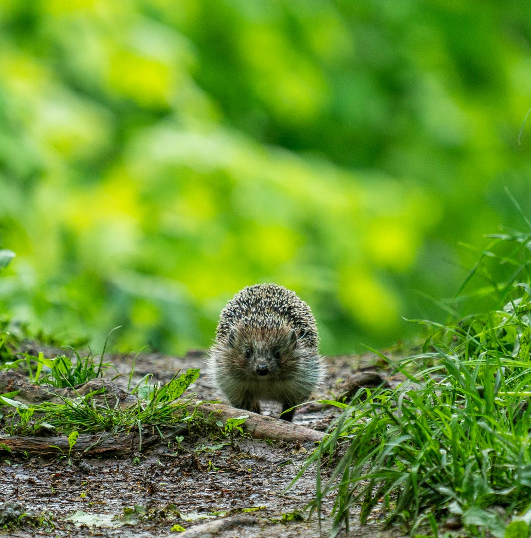 Become a Helpful Hedgehog Hero – Museum of Zoology Blog