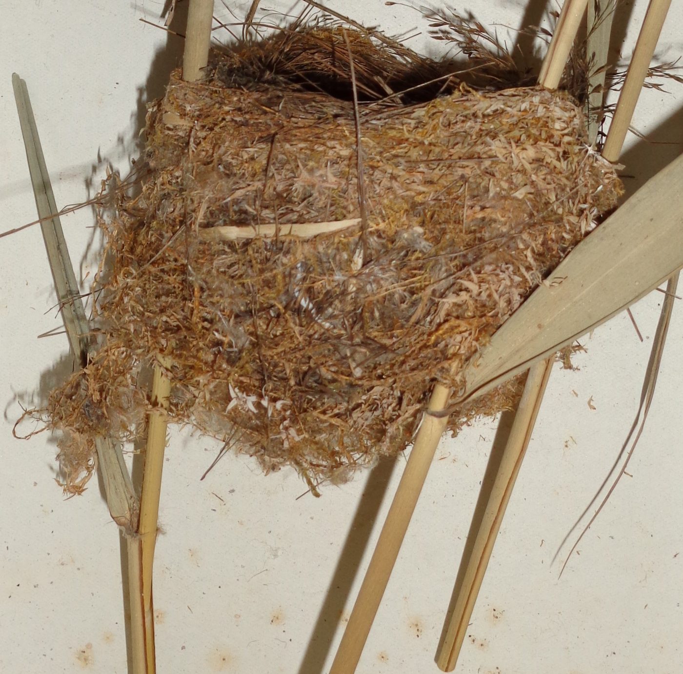 Animal Lifecycles – Museum of Zoology Blog