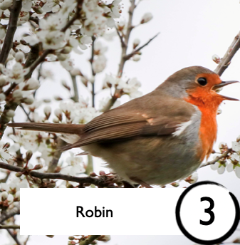 Birds: Meet the Robin – Museum of Zoology Blog