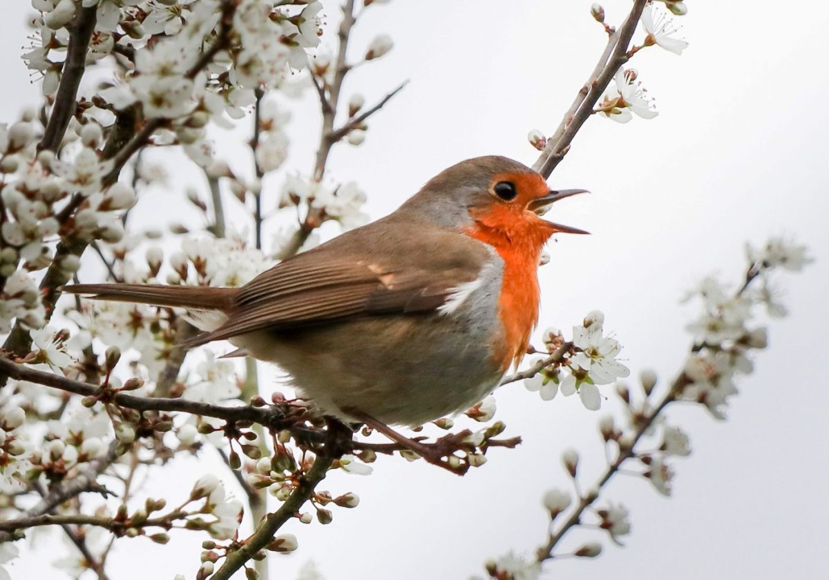 Birds: The Dawn Chorus – Museum of Zoology Blog
