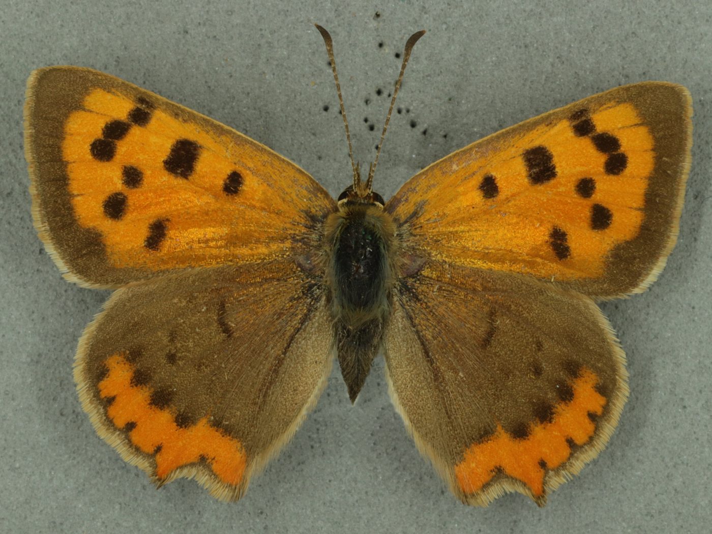 Copper butterflies – Museum of Zoology Blog