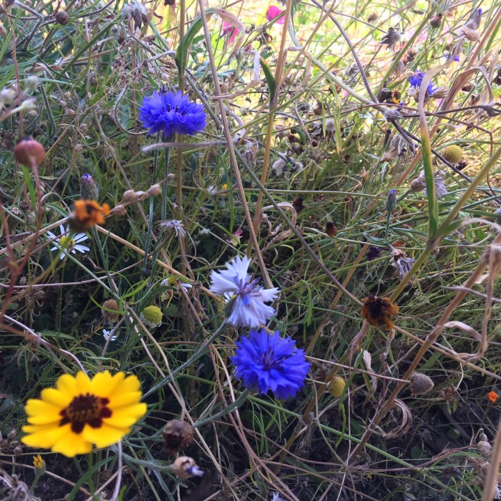 Gardening for butterflies – Museum of Zoology Blog