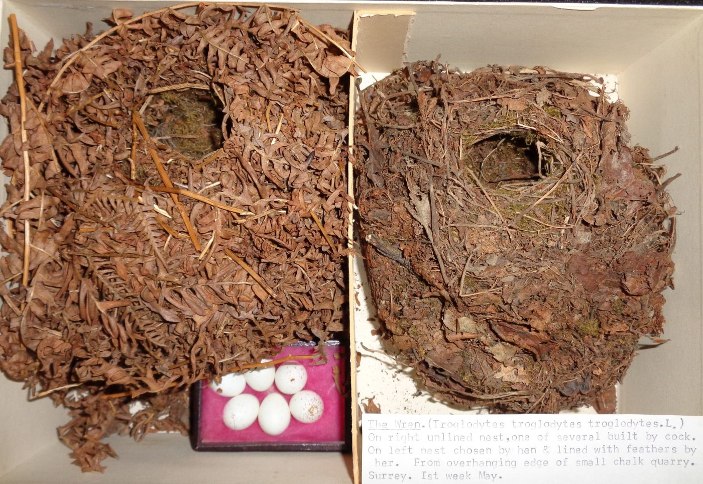 Animal Lifecycles – Museum of Zoology Blog