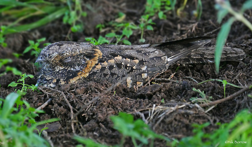 Exploring Evolution through Colour – Museum of Zoology Blog