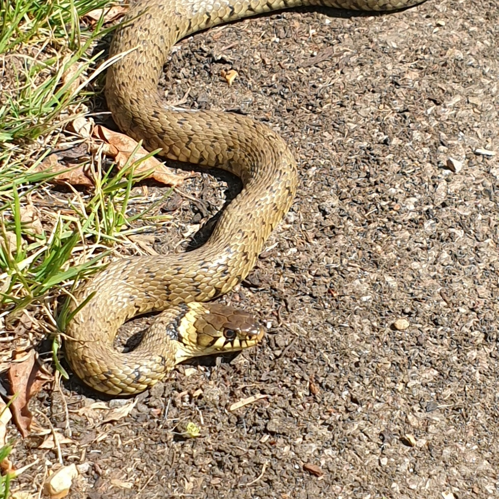 Sunshine and Scales: British Reptiles – Museum of Zoology Blog