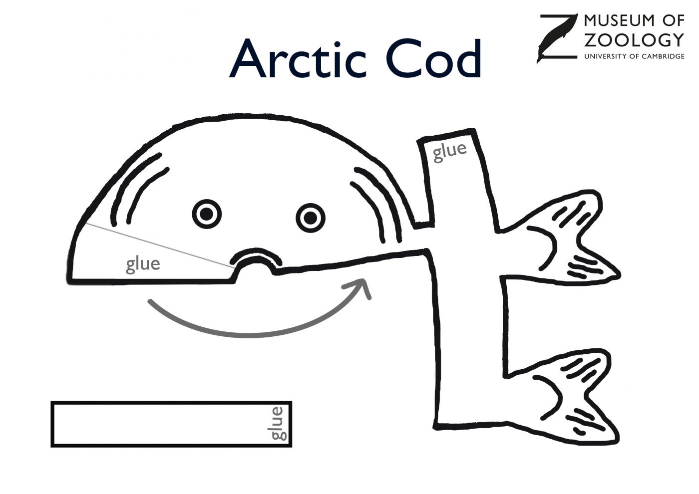 Create Arctic animal puppets – Museum of Zoology Blog