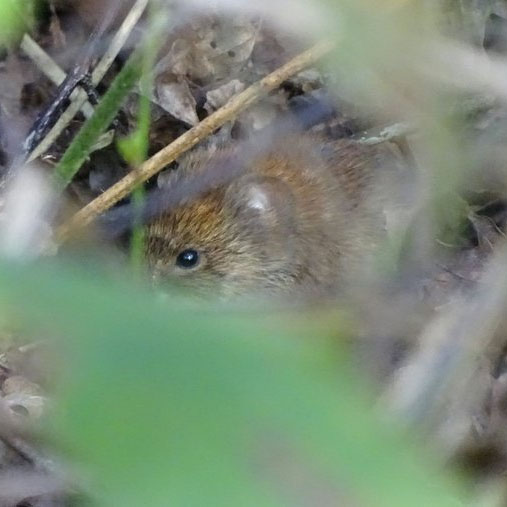 Rodents: small, furry and in a hurry – Museum of Zoology Blog