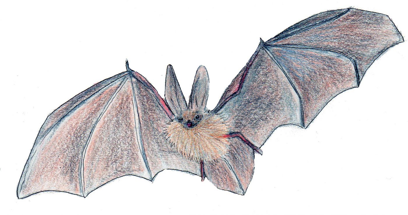 A Prickly Tale – Museum of Zoology Blog