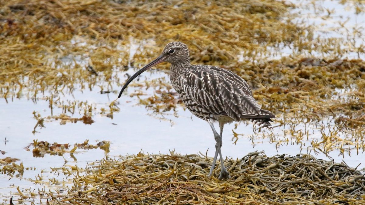 Changing environments and wading birds – Museum of Zoology Blog