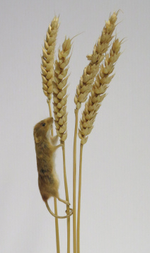 Rodents: small, furry and in a hurry – Museum of Zoology Blog