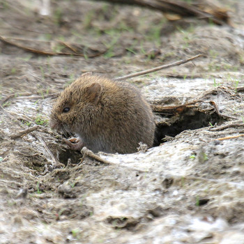 Rodents: small, furry and in a hurry – Museum of Zoology Blog