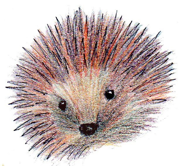 A Prickly Tale – Museum of Zoology Blog