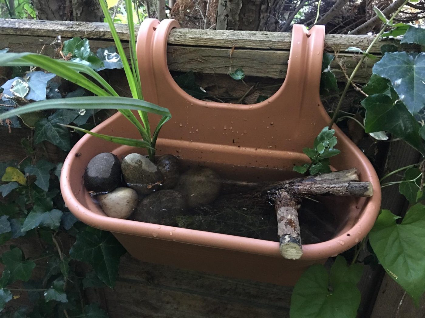 Build your own Mini-Pond – Museum of Zoology Blog