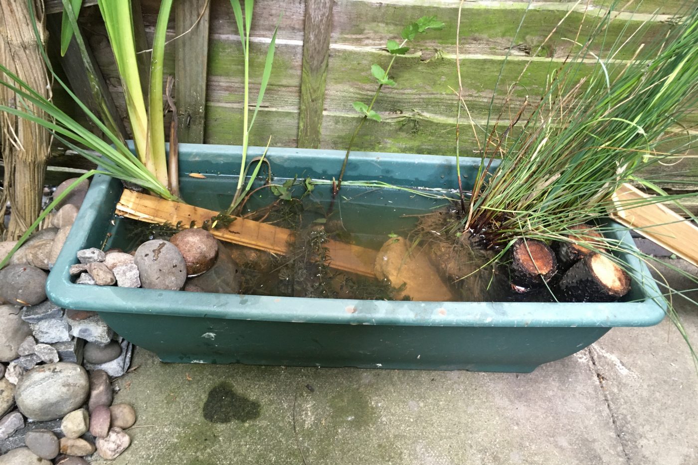 Build your own Mini-Pond – Museum of Zoology Blog