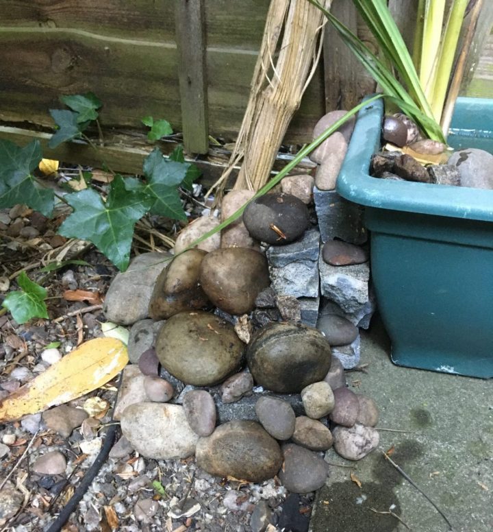 Build your own Mini-Pond – Museum of Zoology Blog