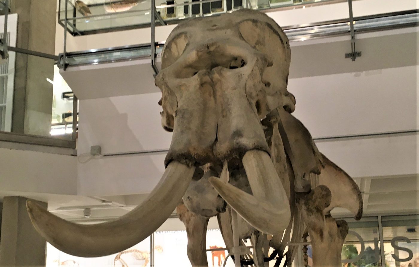 Animal Alphabet: E is for Elephant – Museum of Zoology Blog