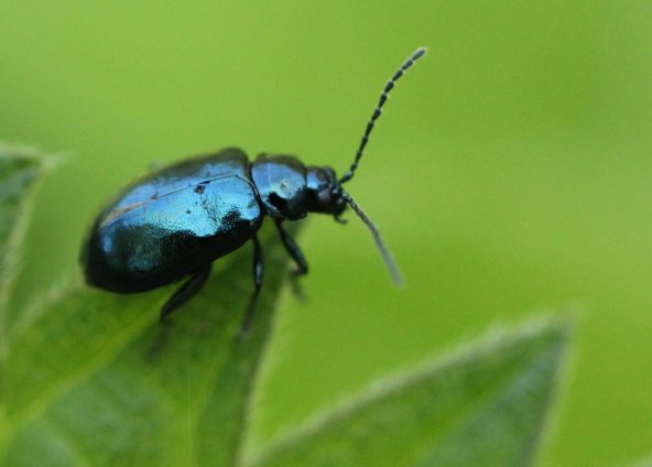 Build a Beetle – Museum of Zoology Blog
