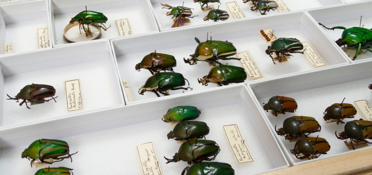 Conserving the little things that run the world – Museum of Zoology Blog