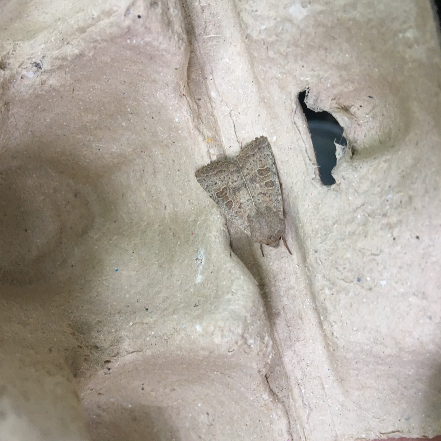 Build your own Moth Trap – Museum of Zoology Blog